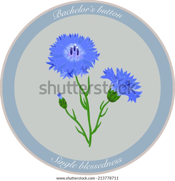 Bachelors Button Flower Meaning Single Blessedness Stock Vector ...