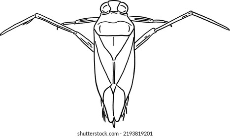 Back Swimmer Insect Hand Drawn Line Stock Vector (Royalty Free ...