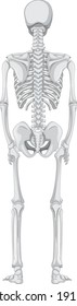 Back View Skeleton Isolated On White Stock Vector (Royalty Free ...