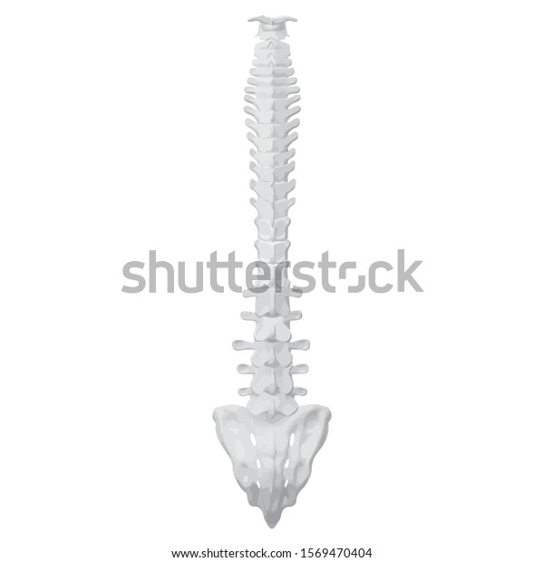 Back View Spine On White Background Stock Vector (Royalty Free) 1569470404