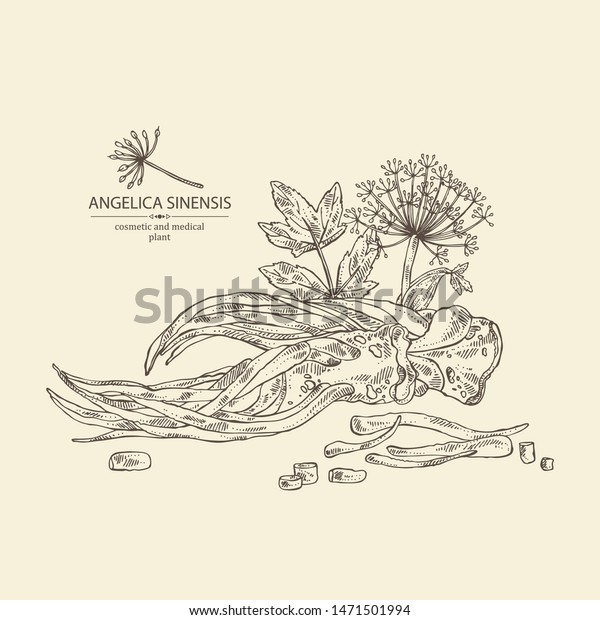 Background Angelica Sinensis Angelica Root Plant : image vectorielle de ...