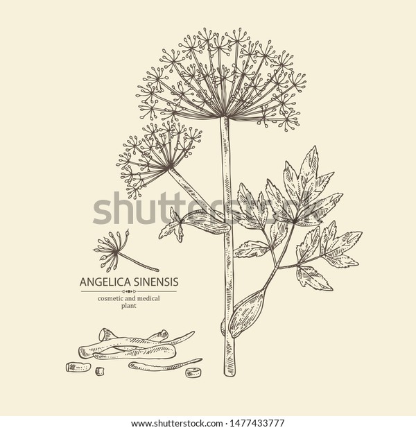 Background Angelica Sinensis Angelica Root Plant Stock Vector (Royalty ...