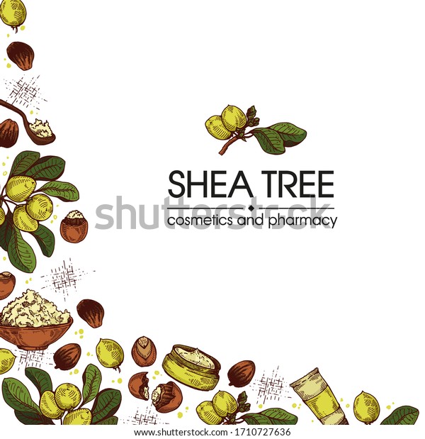 Background Branch Shea Tree Fruits Nuts Stock Vector (Royalty Free ...