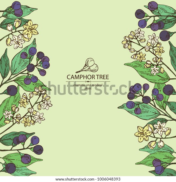 Background Camphor Branch Camphor Tree Leaves Stock Vector (Royalty ...