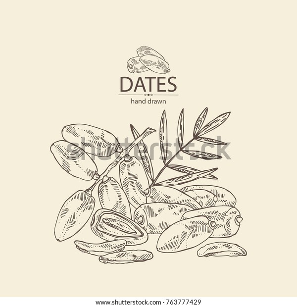 2,419 Dates Fruit Drawing Stock Vectors, Images & Vector Art | Shutterstock