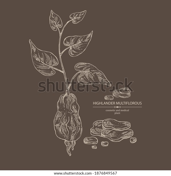 Background Highlander Multiflorous Foti Plant Foti Stock Vector ...