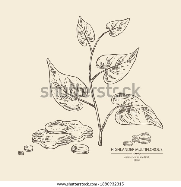 Background Highlander Multiflorous Foti Plant Foti Stock Vector ...