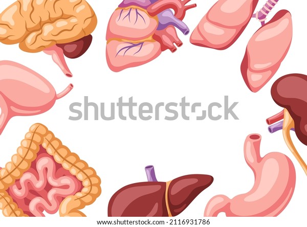 Background Internal Organs Human Body Anatomy Stok Vektör (Telifsiz ...