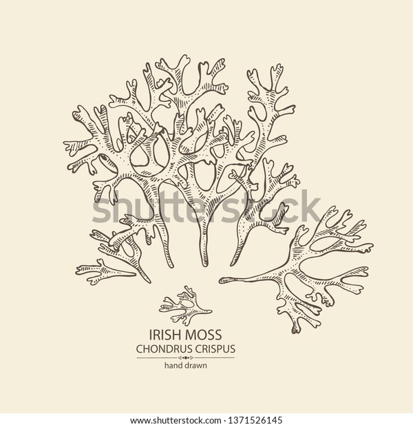 Background Irish Moss Irish Moss Seaweed Stock Vector (Royalty Free ...
