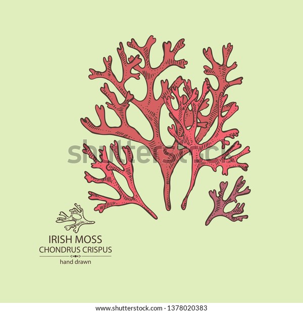 Background Irish Moss Irish Moss Seaweed Stock Vector (Royalty Free ...