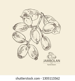 1,089 Jambolan plant Images, Stock Photos & Vectors | Shutterstock