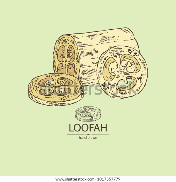 Background Loofan Natural Sponge Loofan Sponge Stock Vector (Royalty ...
