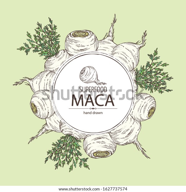 Background Maca Peruvian Superfood Vector Hand Stock Vector (Royalty ...