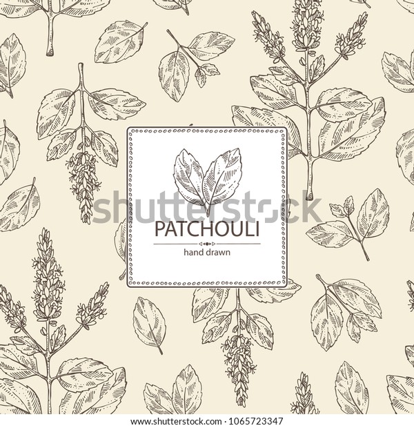 Background Patchouli Patchouli Branch Leaves Flowers 스톡 벡터(로열티 프리 ...