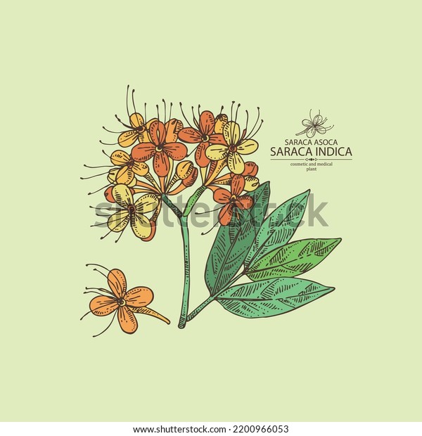 Background Saraca Asoca Saraca Asoca Plant Stock Vector (Royalty Free ...
