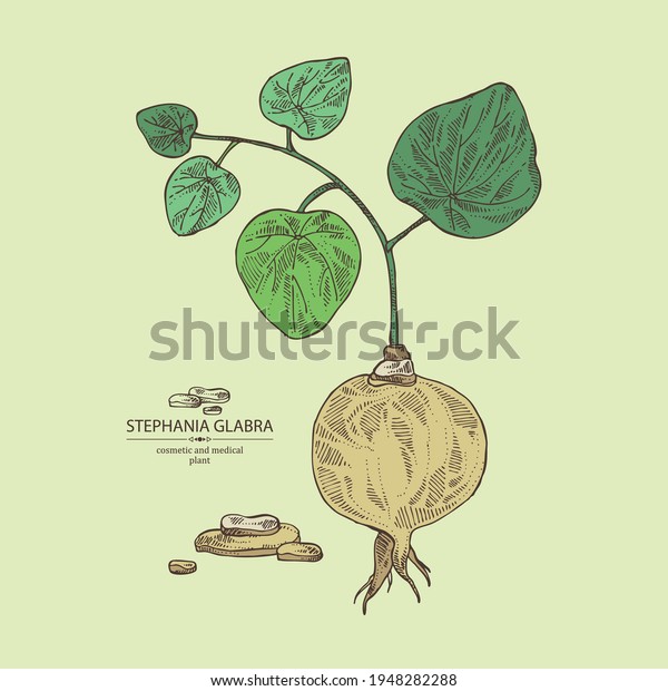 Background Stephania Glabra Stephanie Smooth Plant Stock Vector ...