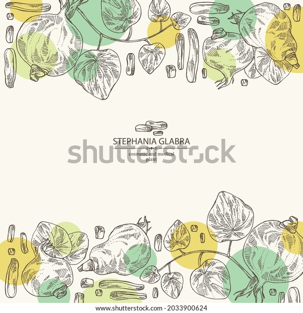 Background Stephania Glabra Stephanie Smooth Plant Stock Vector ...
