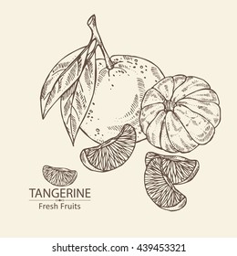 Background Tangerine Hand Drawn Stock Vector (Royalty Free) 439453321 ...
