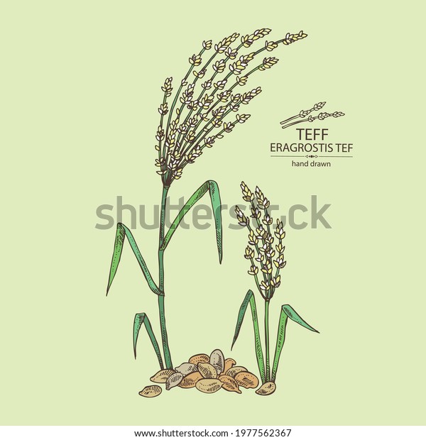 Background Teff Plant Leaves Teff Grains Stock Vector (Royalty Free ...