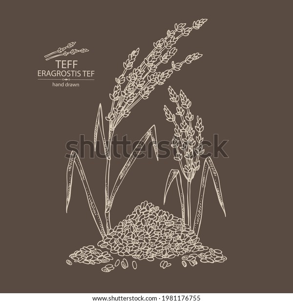 Background Teff Plant Leaves Teff Grains Stock Vector (Royalty Free ...