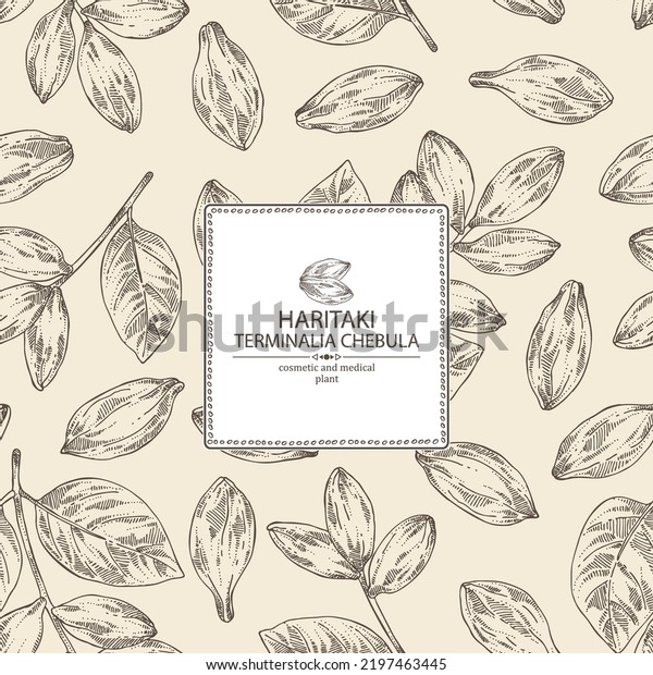 Background Terminalia Chebula Terminalia Chebula Plant Stock Vector ...