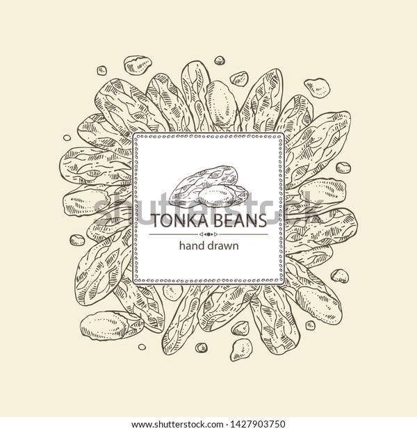 Background Tonka Beans Tonka Fruit Beans Stock Vector (Royalty Free ...