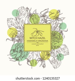 Background Witch Hazel Witch Hazel Flowering Stock Vector (Royalty Free ...