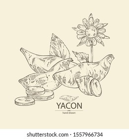 Background Yacon Full Yacon Piece Yacon Stock Vector (Royalty Free ...