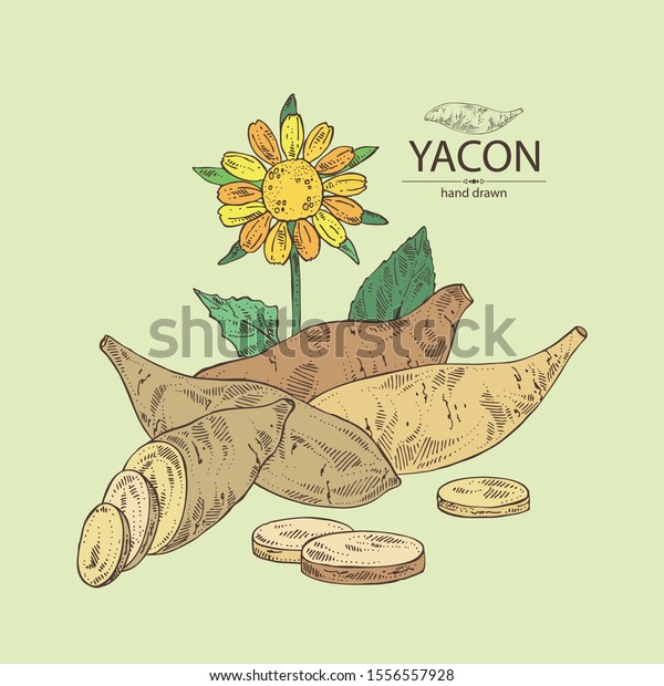 Background Yacon Full Yacon Piece Yacon Stock Vector (Royalty Free ...