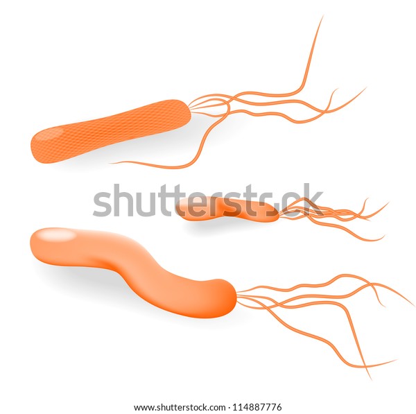 Bacteria Helicobacter Pylori Gramnegative Microaerophilic Bacterium ...