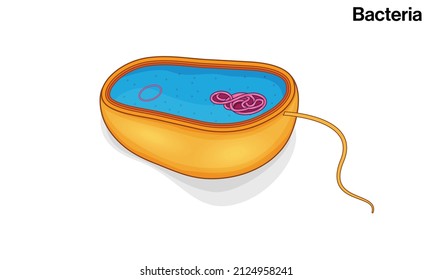 Bacteria Microbe Cross Section Illustration White Stock Vector (Royalty ...