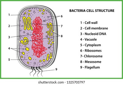 Mesosome 이미지, 스톡 사진 및 벡터 | Shutterstock