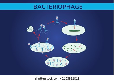 Bacteriophage Vector Cycle Illustration Diagram Stock Vector (Royalty ...