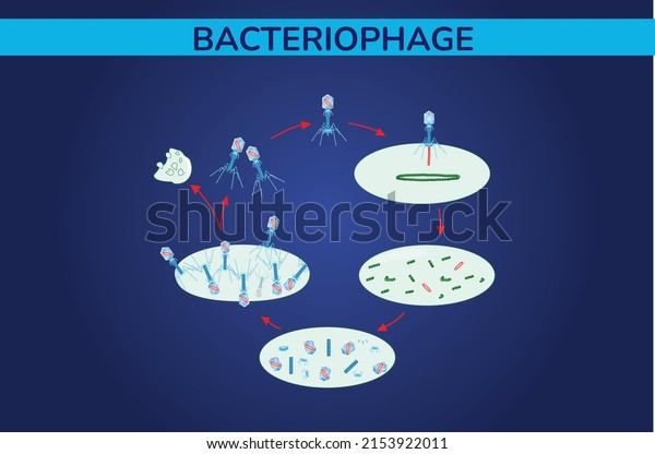 Bacteriophage Vector Cycle Illustration Diagram: เวกเตอร์สต็อก (ปลอดค่า ...