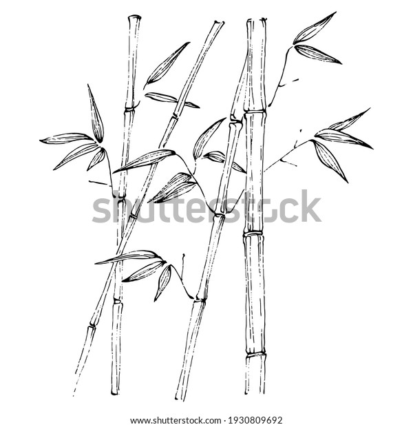 Bamboo Plant By Hand Drawing Sketch Stock Vector (Royalty Free ...