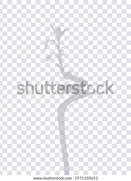 Bamboo Spiral Stem Shadow Isolated On Stock Vector (Royalty Free ...
