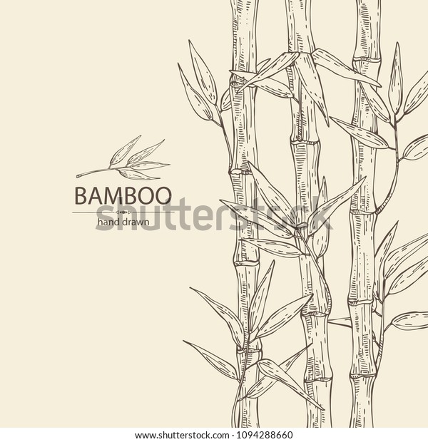 Bamboo Bamboo Stalk Leaves Vector Hand Stock Vector (Royalty Free ...