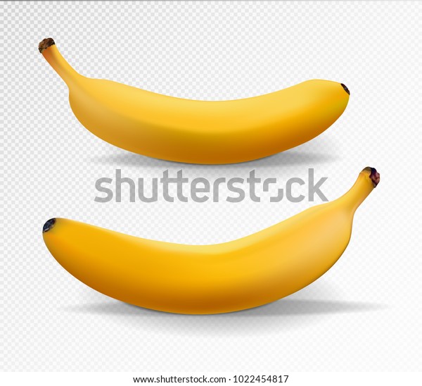 Banana Realistic Set Yellow Banana Vector Stock Vector (Royalty Free ...