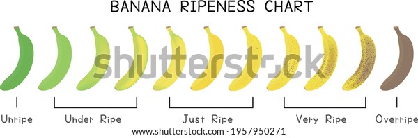 Banana Ripeness Chart Changes Banana Harvest 库存矢量图（免版税）1957950271 ...