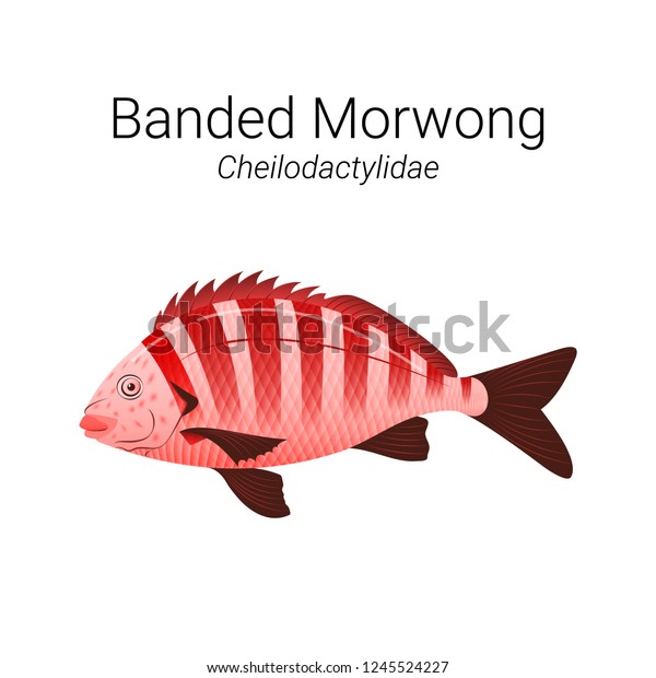 Banded Morwong Fish Illustration Stock Vector (Royalty Free) 1245524227 ...