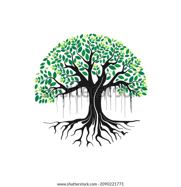 Banyan Tree Vector Illustration Roots Banyan: เวกเตอร์สต็อก (ปลอดค่า ...