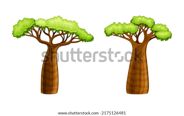 Baobab Trees Powerful African Tree Cartoon 库存矢量图（免版税）2175126481 ...