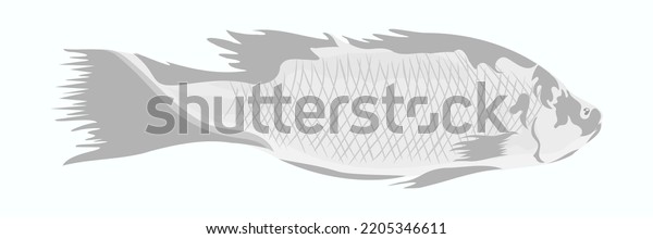 Barramundi Fish Vector Illustration Isolated On Stock Vector (Royalty ...