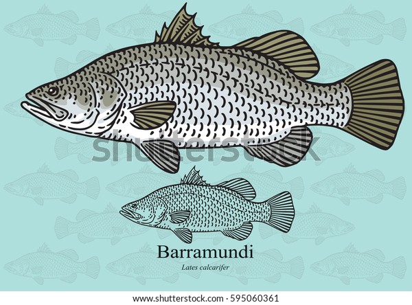 Barramundi Vector Illustration Refined Details Optimized 库存矢量图（免版税 ...