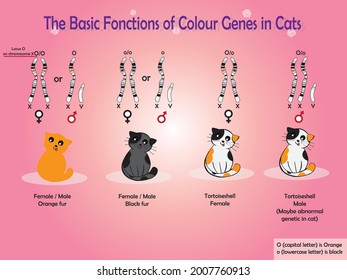 Basic Color Gene Cats Which Orange Stock Vector (Royalty Free ...