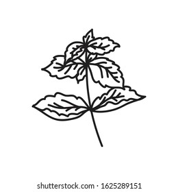 Basil Doodle Icon Vector Illustration Stock Vector (Royalty Free ...