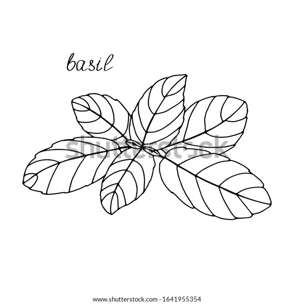 Basil Outline Drawing Isolated On White Stock Vector (Royalty Free ...