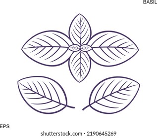 Basil Outline Isolated Basil On White Stock Vector (Royalty Free ...