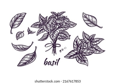 Basil Spice Illustration Set Handdrawn Vector Stock Vector (Royalty ...