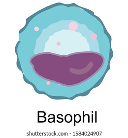 Basophil Images, Stock Photos & Vectors | Shutterstock